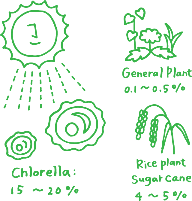 What is Chlorella? - Chlorella Industry Co., LTD.